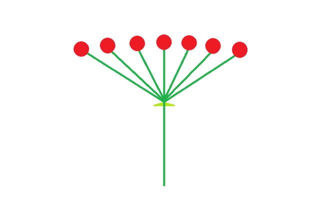 Blütenstände - Nutzbar-Grün